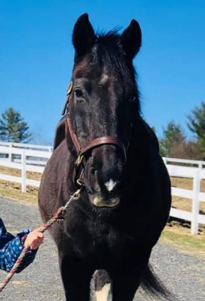 Meet the Herd – High & Mighty Therapeutic Riding And Driving Center INC ...